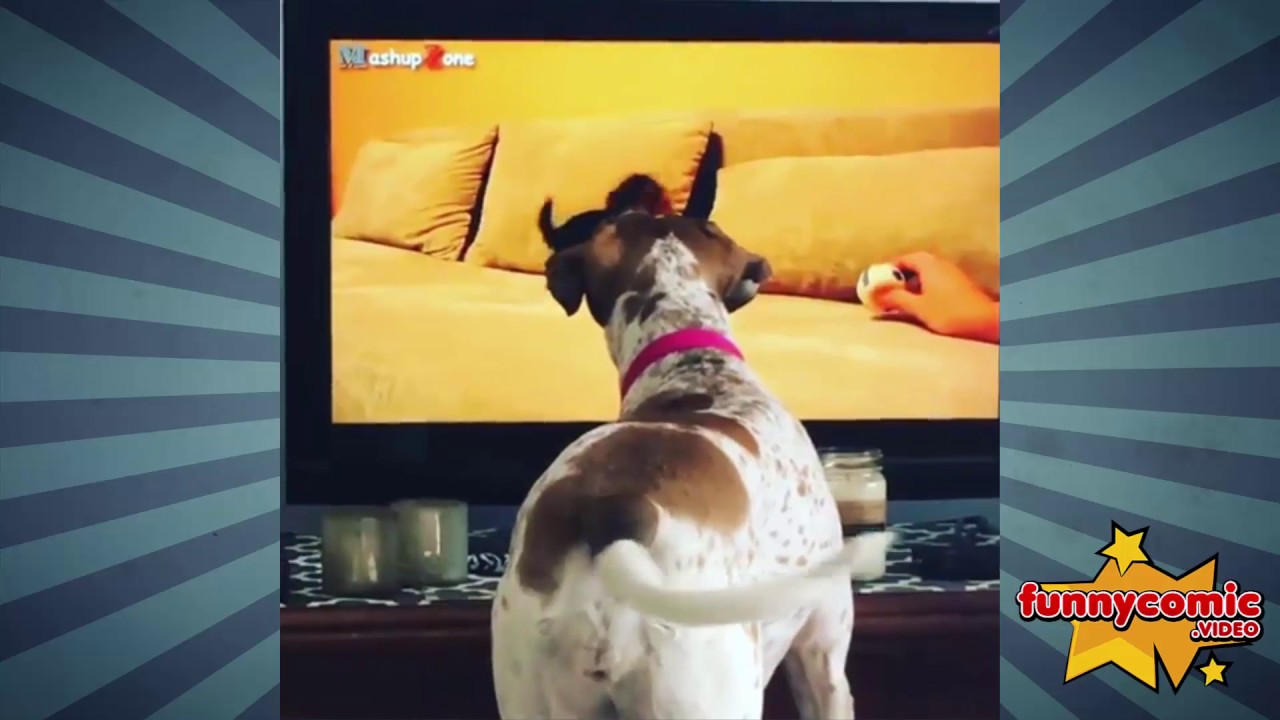 Dogs Watching TV 2 - YouTube