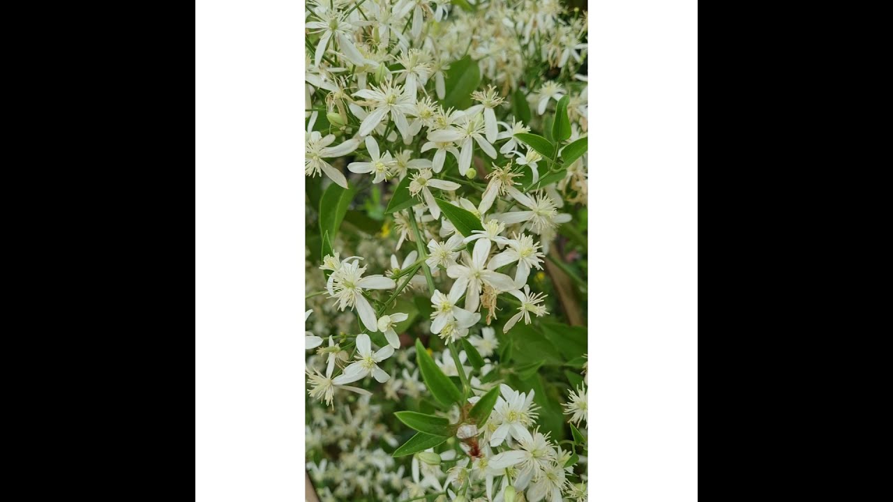 |Aromatic jasmin|Aromatic jui flower| - YouTube