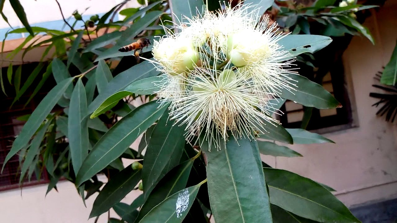 Flowering and Fruiting a Golap jam Tree 🌲🌲🌷 - YouTube