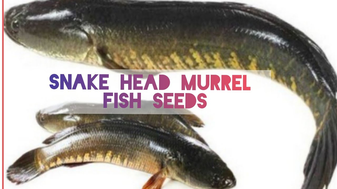 Snake head murrel fish seeds|Viral Meen kutti - YouTube