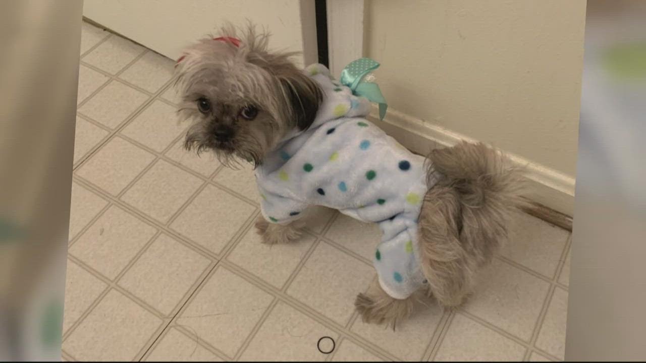 Dog stolen from parked car in Silver Spring, Maryland - YouTube