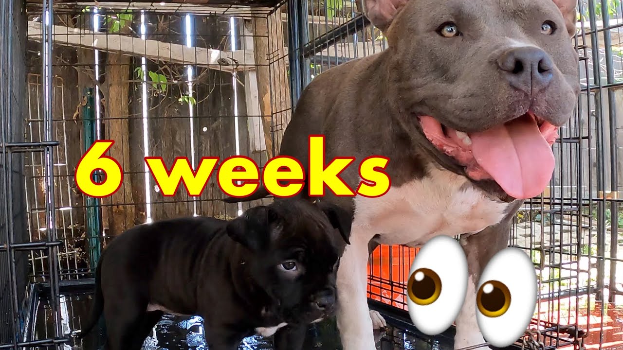 6 Week old American bully (Playing with big Dogs) - YouTube
