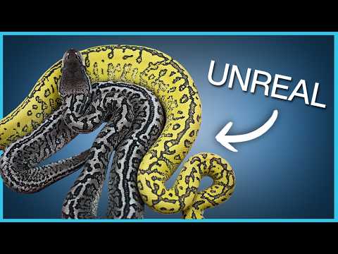 BRAND NEW Triple Recessive Ball Python Combo!