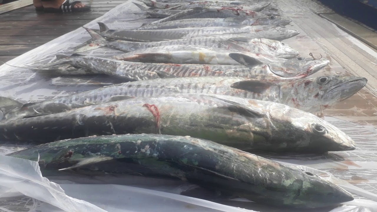 Catching the school of king fish - YouTube