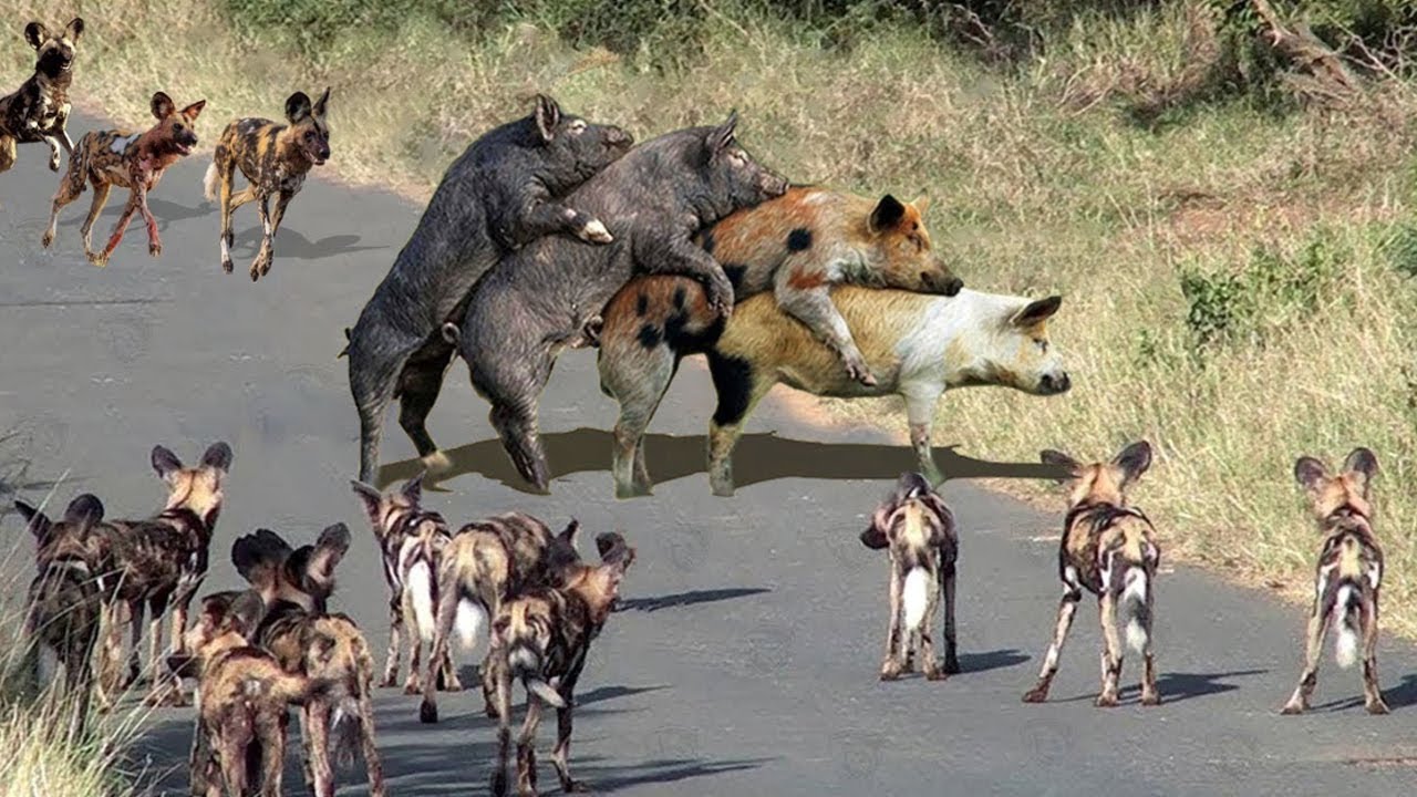 Smart Brave Warthog Outwits Pack of Wild Dogs - Wild Animal War 2024 ...