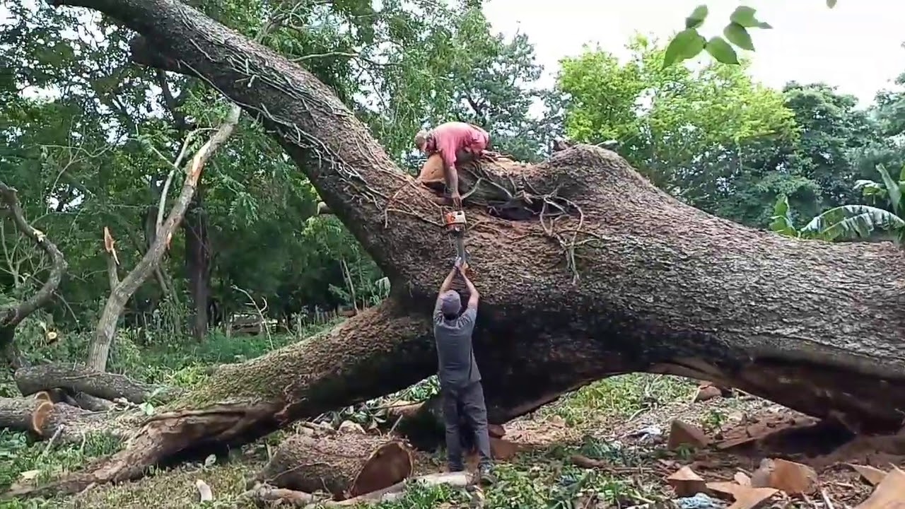Tala de árbol gigante (Cenízaro) - YouTube