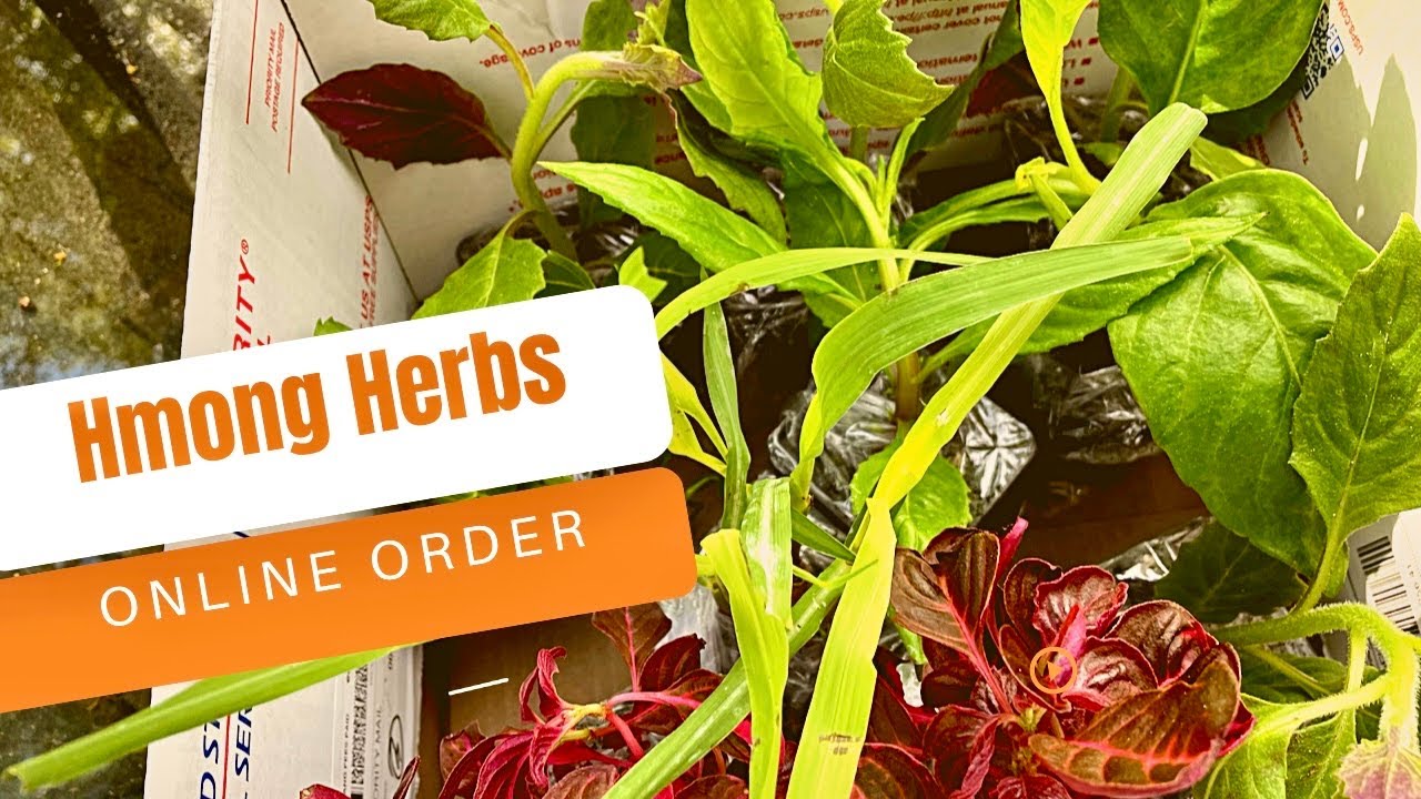 Review on Hmong Specialty Plants & Herbs| Tshuaj Rau Qaib| Online ...