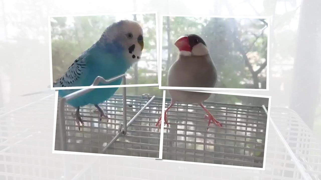 Ocarina Original「Pippi-Chuppi-Dance」~My Lovely Little Birds♪ - YouTube