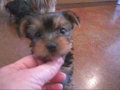 Yorkie puppies just playing - YouTube