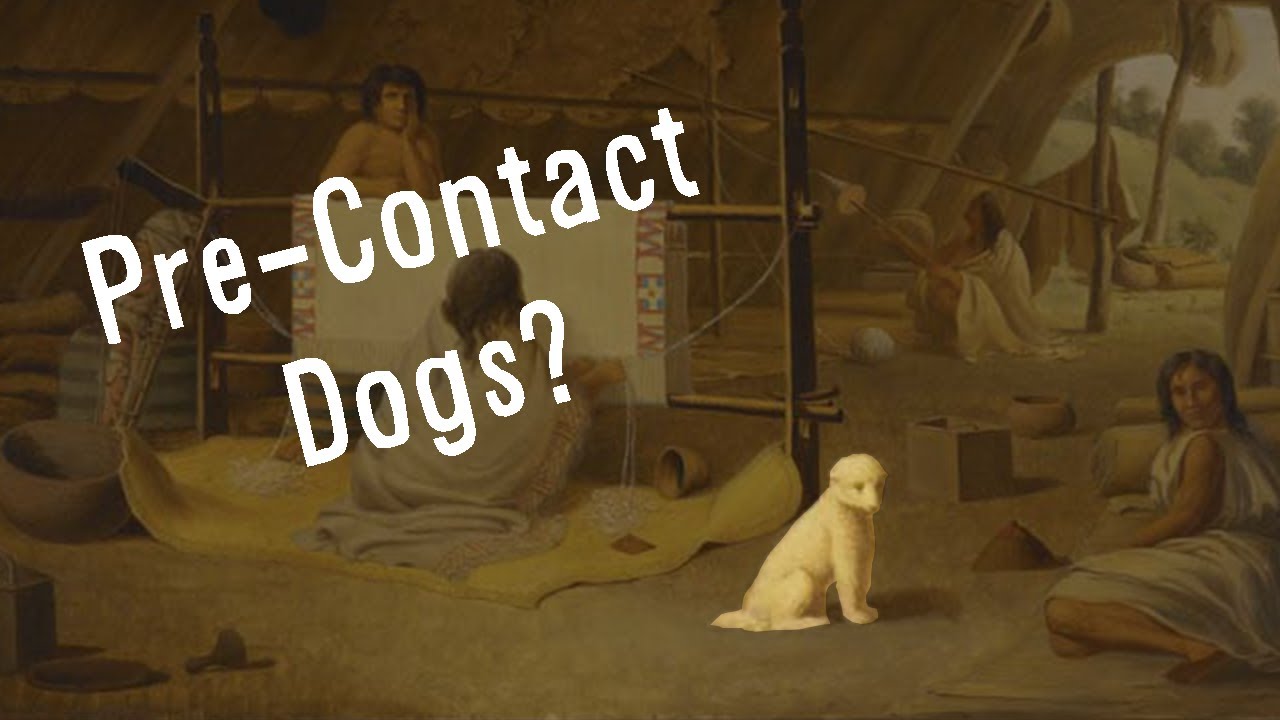 What Happened to the Pre-Contact Dogs? - YouTube