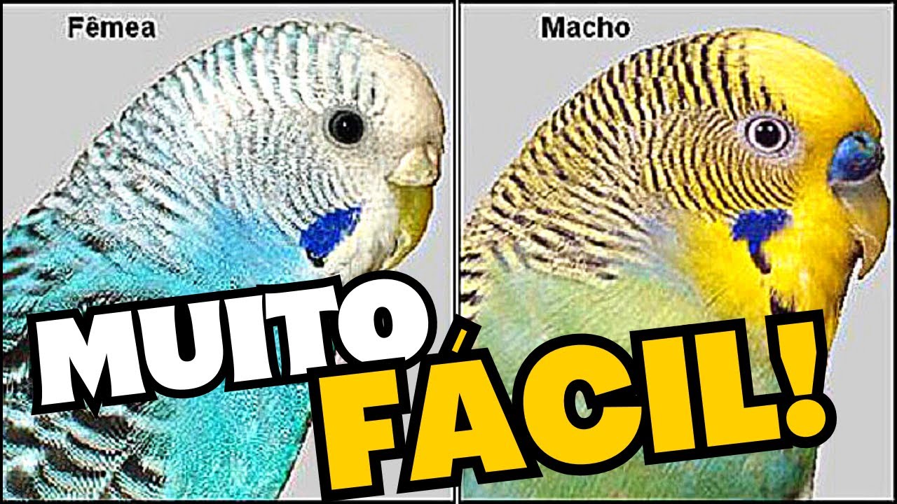 COMO SABER SE SEU PERIQUITO É FÊMEA OU MACHO ??? DESCUBRA DE UMA VEZ ...