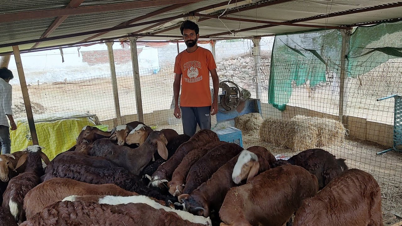 Sheep Farmer Success Story | Gorrela Pottella Pempakam Telugu # Sheep ...