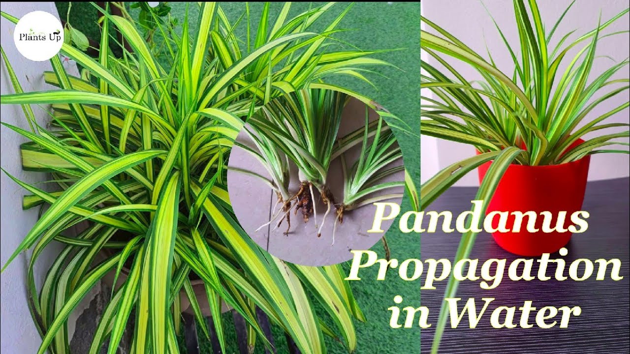 Propagation of Pandanus Plant - Looks Like Spider Plant/How To Grow ...