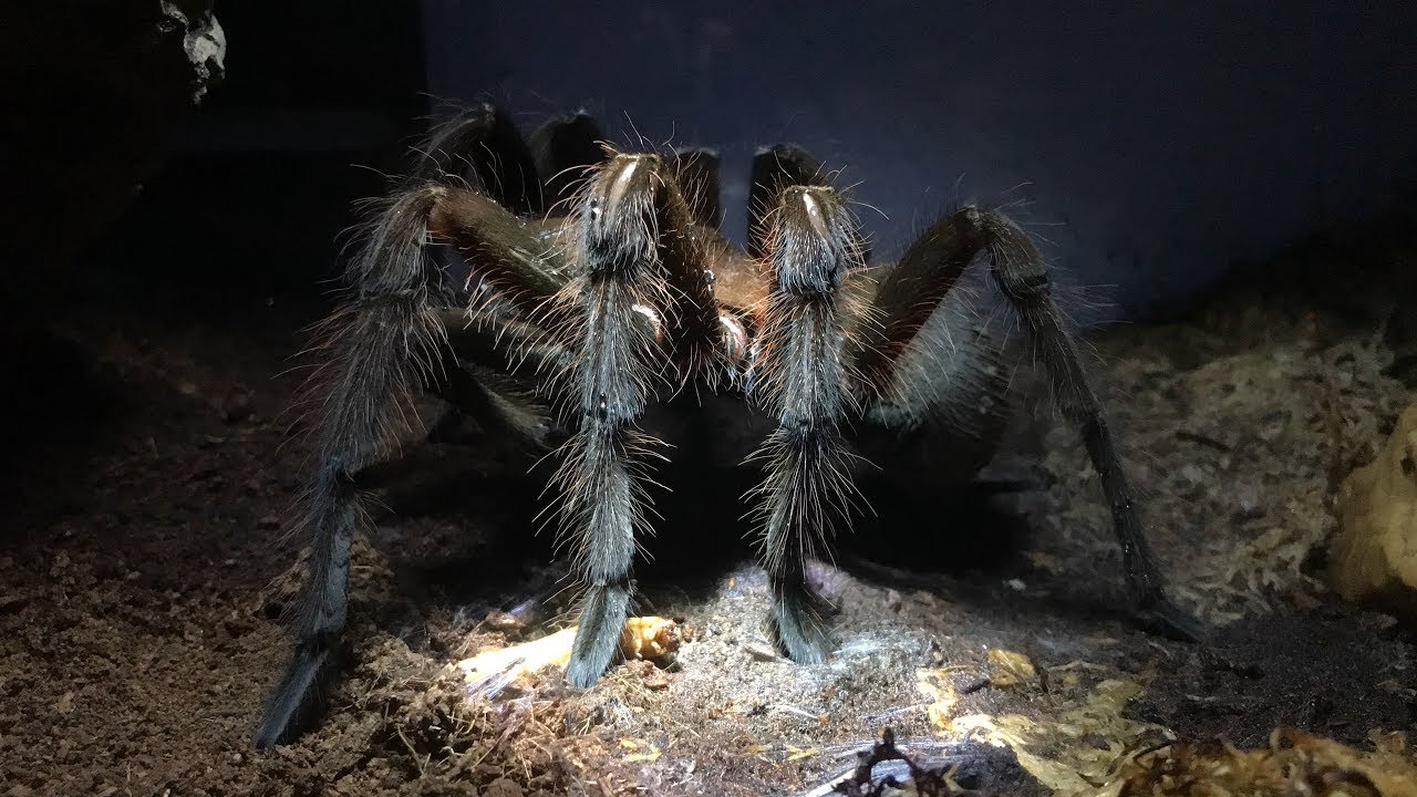 Theraphosa Apophysis First Feed After Molt - YouTube