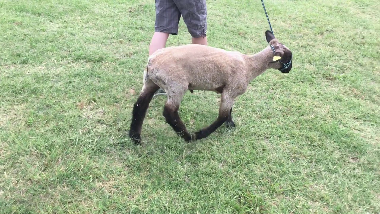 Pre-adjustment and Post-Adjustment Gait of Sheep - YouTube