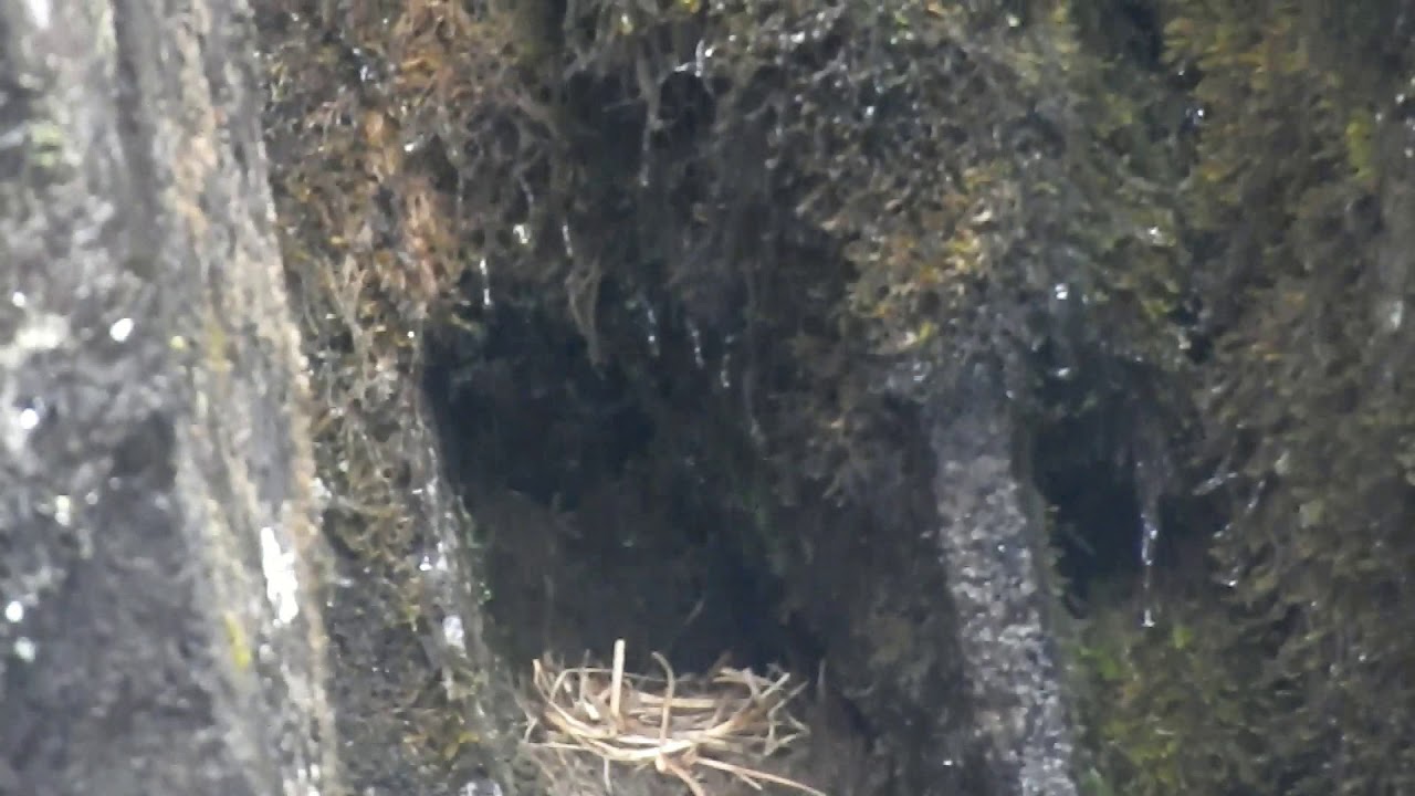 Alpine Thrush (Zoothera mollissima)- Nesting - YouTube