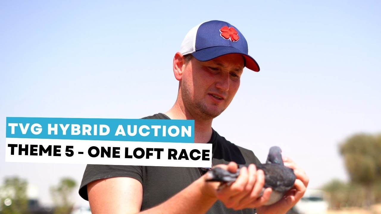 Tom Van Gaver hybrid auction: theme 5 - one loft race - YouTube