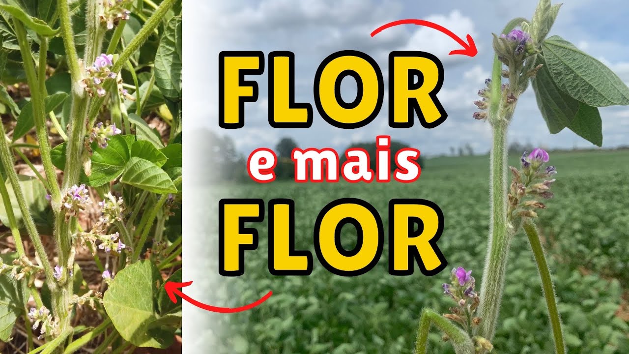 ANALISANDO A SOJA NA SECA parte 3/3: Nidera 5933 - YouTube