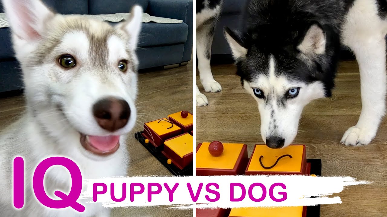 How Smart Is A Husky Puppy? Checking The Intelligence Of Our New Puppy ...