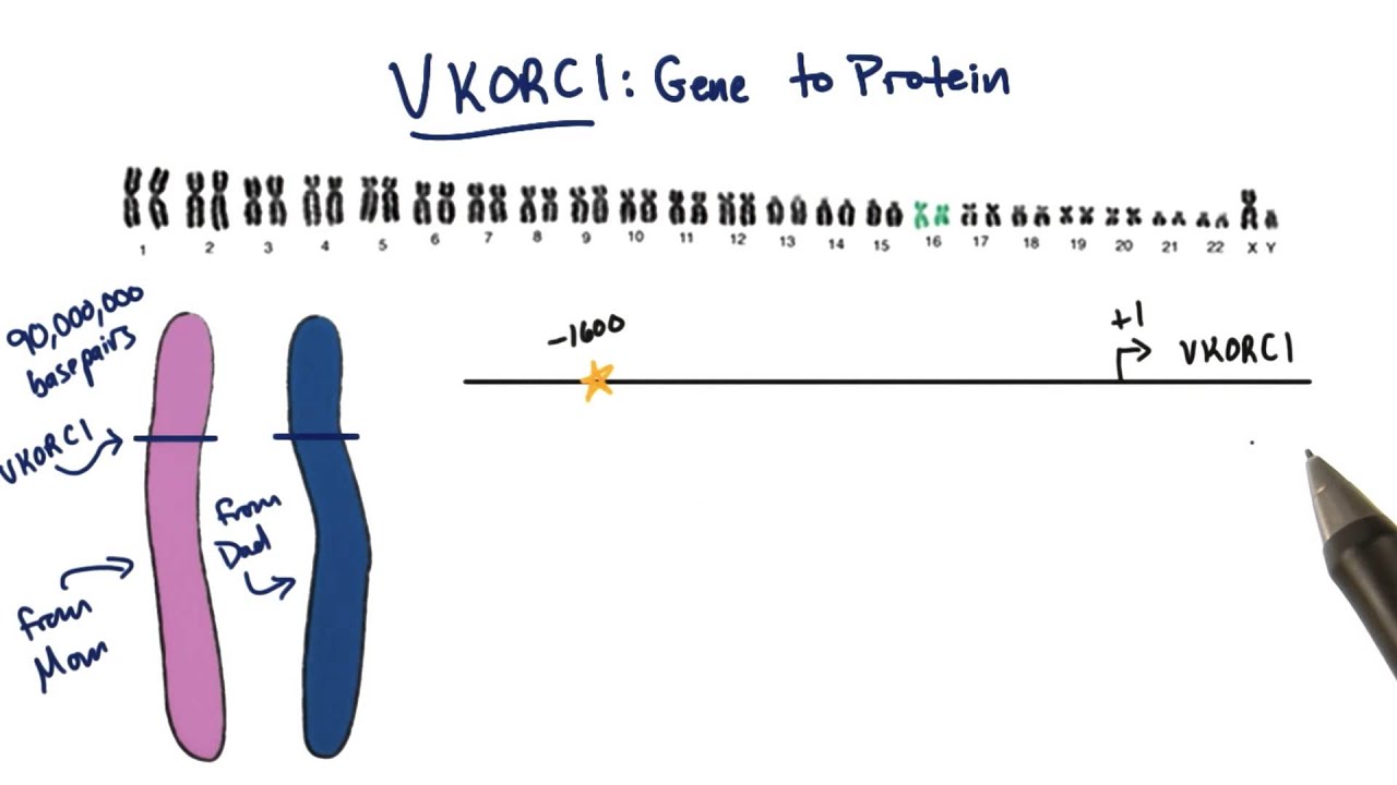 VKORC1 - Tales from the Genome - YouTube