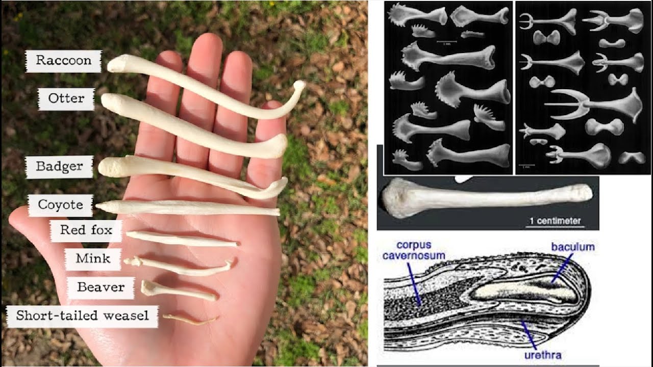 The great variety of penis bones - YouTube