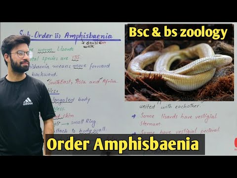 Order Amphisbaenia- worm lizard general characteristics and features ...