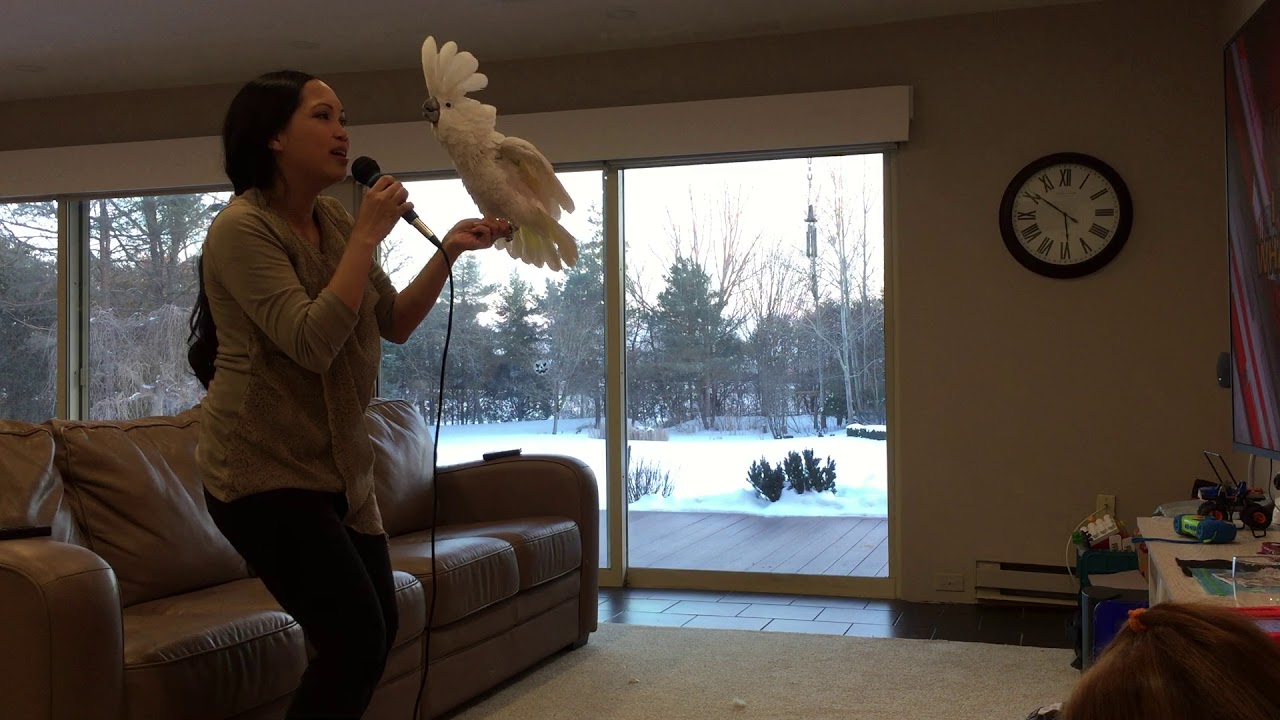 Karaoke duet with a Parrot - Umbrella Cockatoo Kiku - YouTube