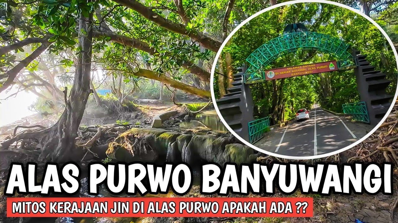 MELIHAT HUTAN DI UJUNG PULAU JAWA: ALAS PURWO BANYUWANGI - YouTube