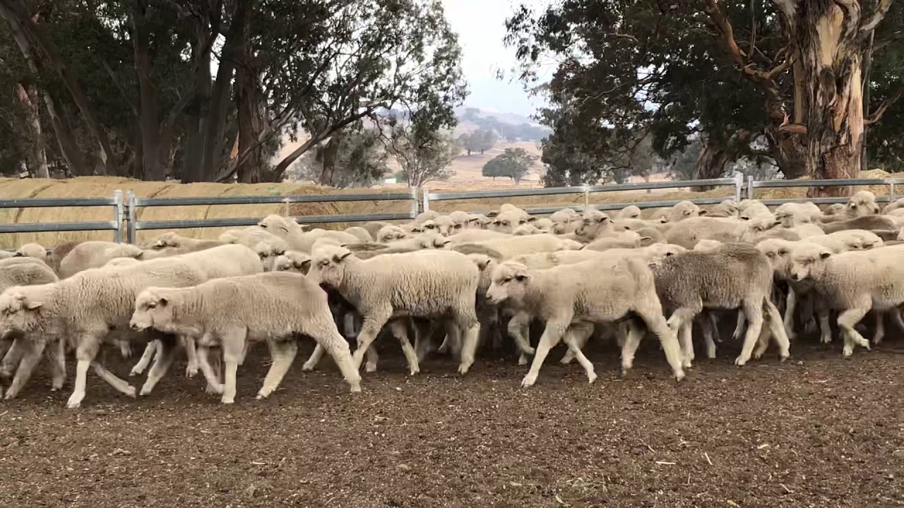 Delta Livestock - Darbalara Property Trust - YouTube