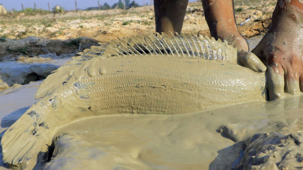 Amazing catching a lot of catfish in dry season mud by hand - YouTube