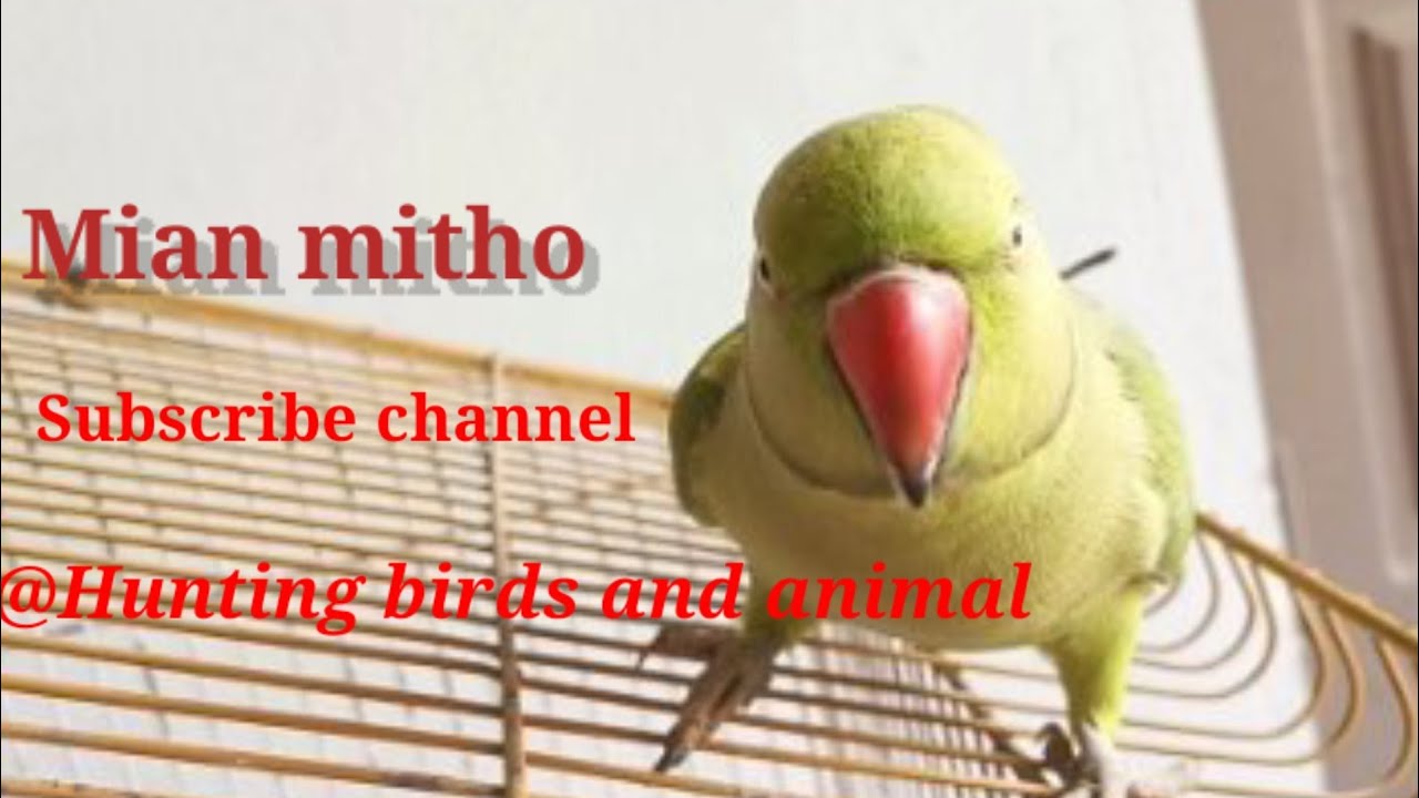 Talking parrot | Parrot birds | Miam mitho | like and subscribe must ...