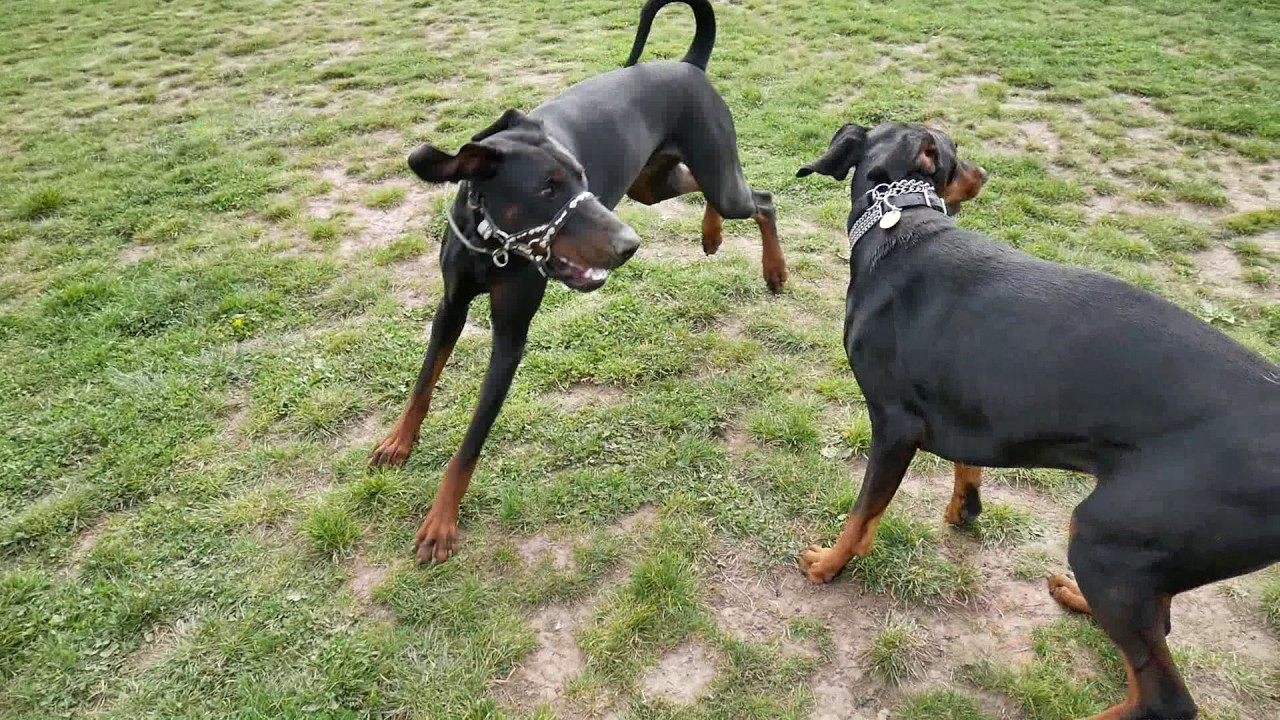 Dobermans playing with ball - YouTube