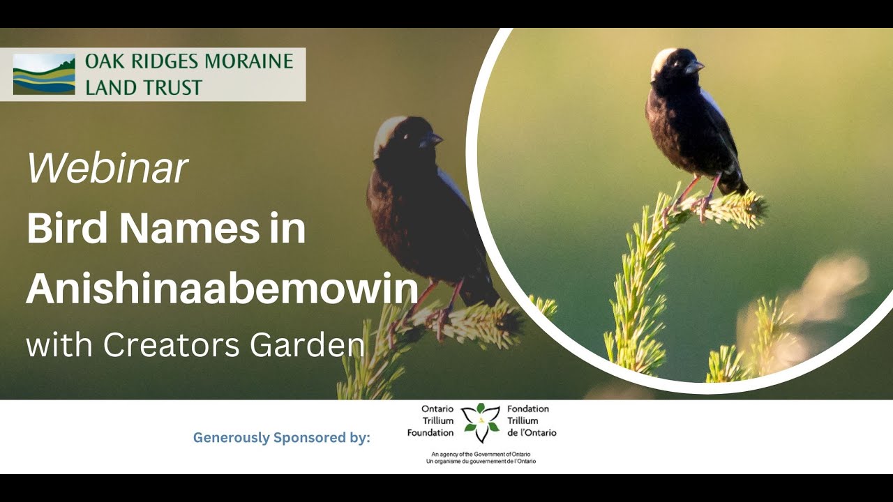 Bird Names in Anishinaabemowin with Creators Garden - YouTube