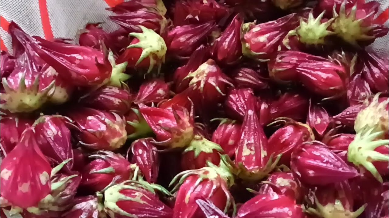 Roselle seeds pickle/ সহজ পদ্ধতিত বনাও আহক টেঙা মৰা গুটিৰ আচাৰ/Easy ...