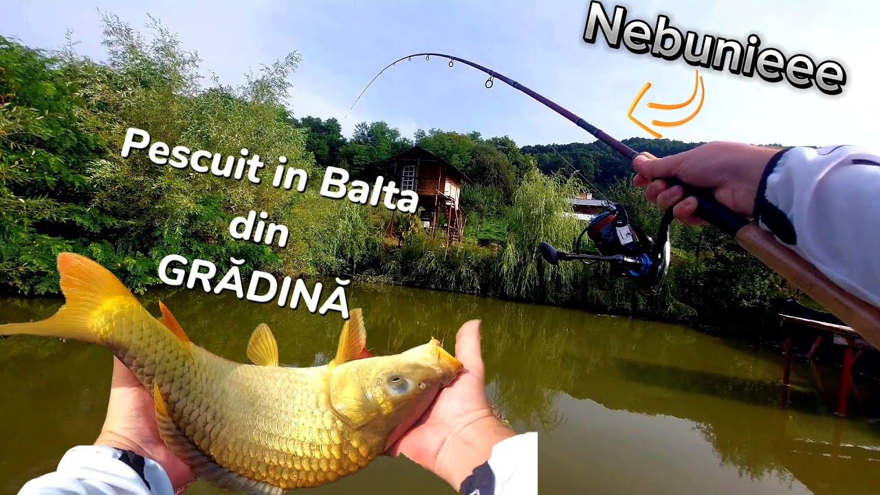 Pescuit la feeder in Balta Mea cu exemplare superbe de Crap 🤩 + Carași ...