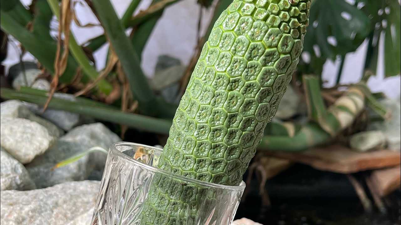Hand-Picked Monstera Fruit at Abah Garden in Las Vegas - YouTube