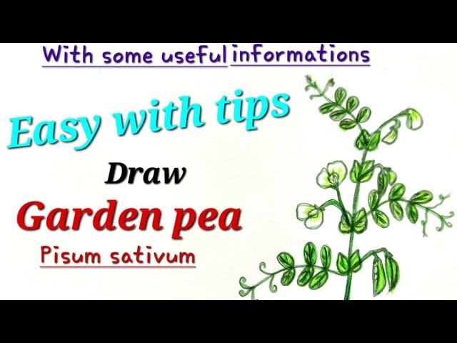 Garden Pea Plant Drawings Pea Plant Growth Stages Hi Res Stock