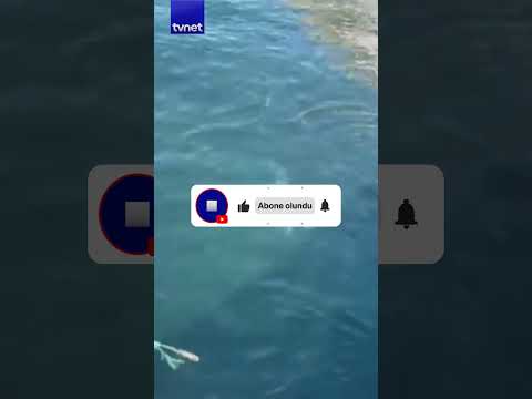 Balıkçı ağlarına takılan köpek balıkları denize bırakıldı! #çanakkale #balık #shorts