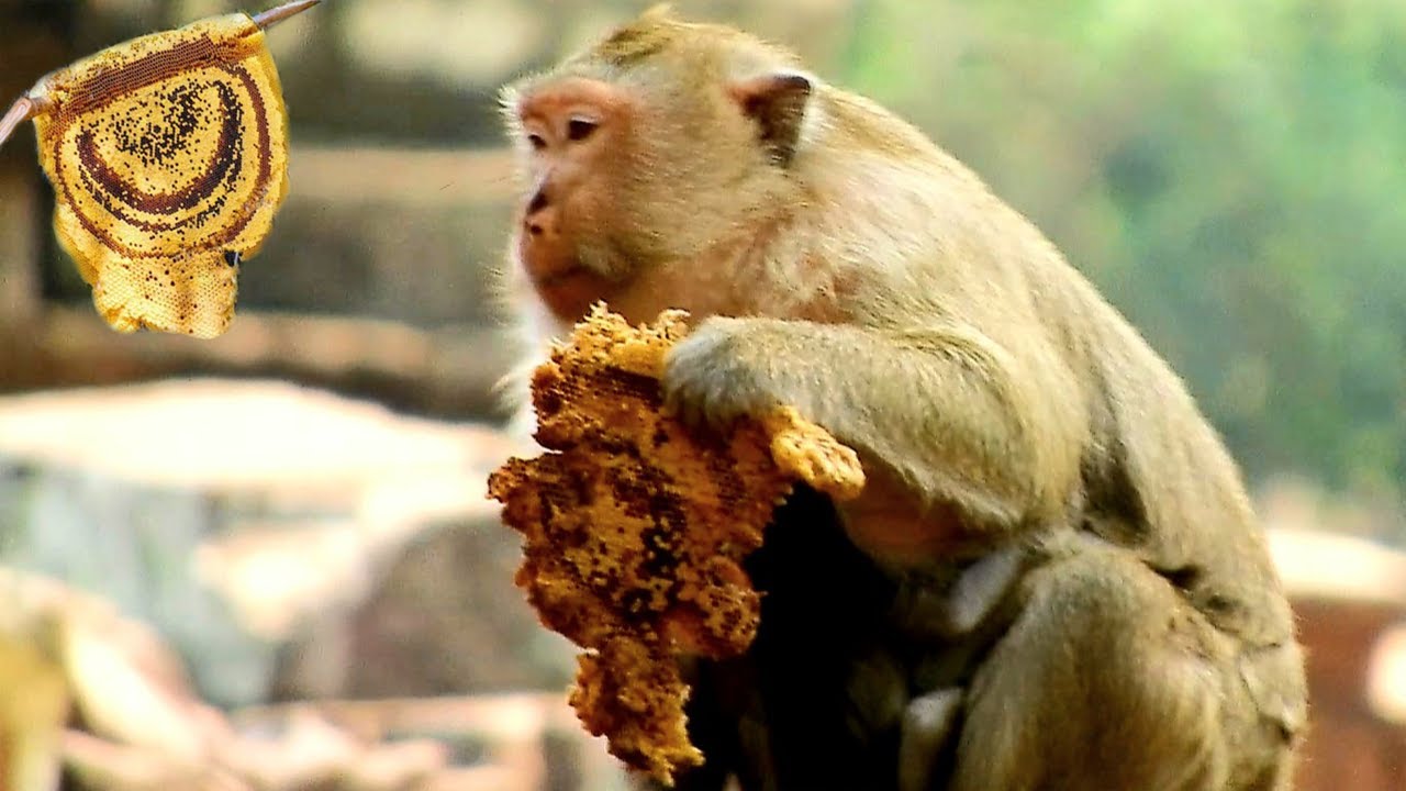 So Amazing Monkey Brianna Eating Too Much Honey Of Bee Nest And She Not ...