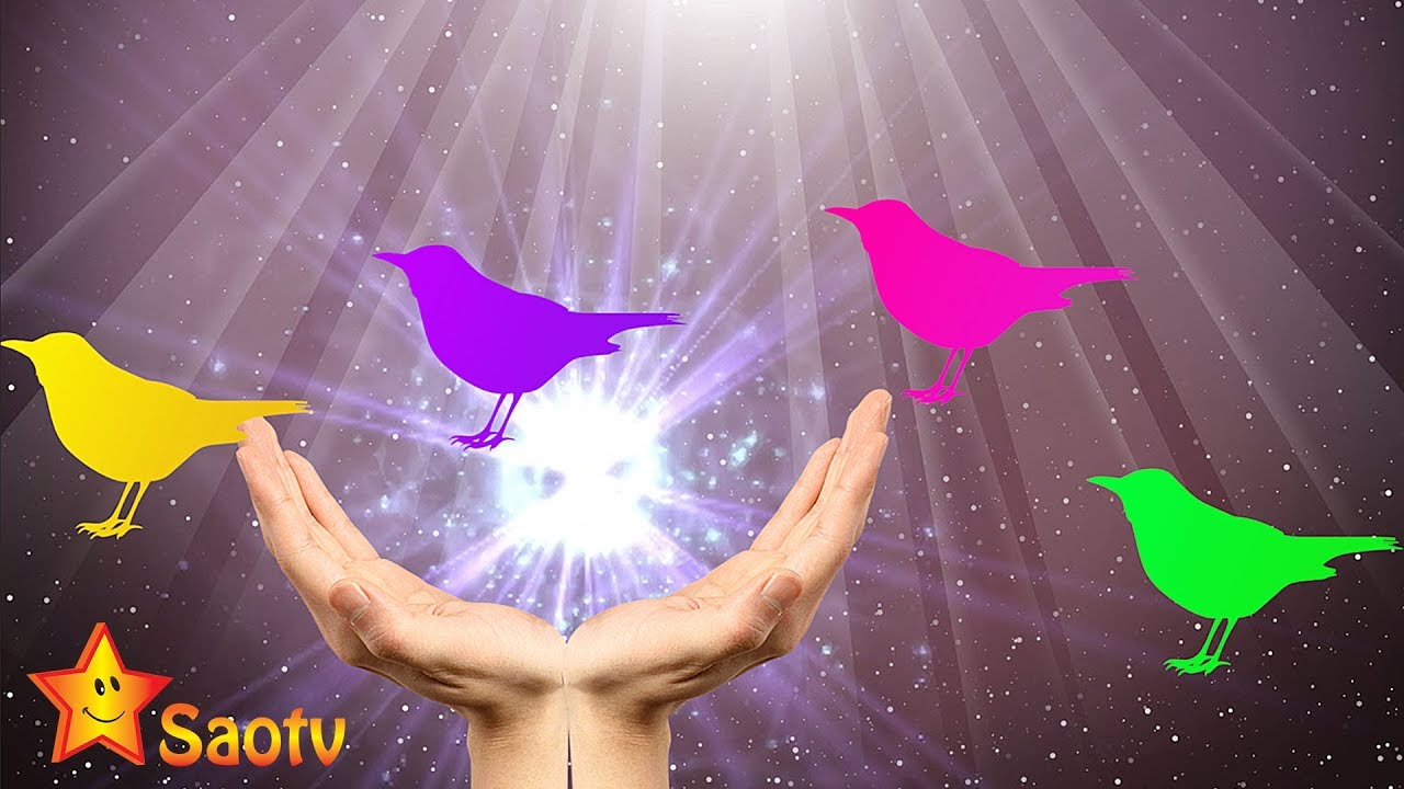 Learn Colors for Children with Bird ~ SaoTV ~ Finger Family Songs - YouTube