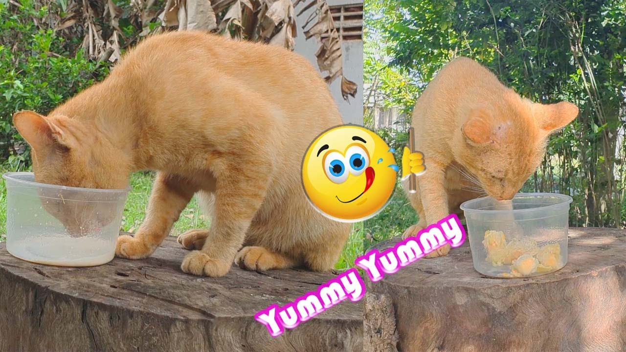 Pets Videos - Cute Cat Dring Milk & Eat Cake Compilation [Animals King ...