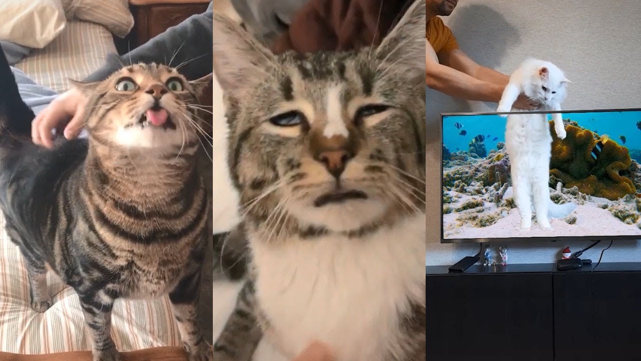 [Cat💗Part 12] FEEL SO GOOD!😎/ Cats TikTok compilations #2006131 - YouTube