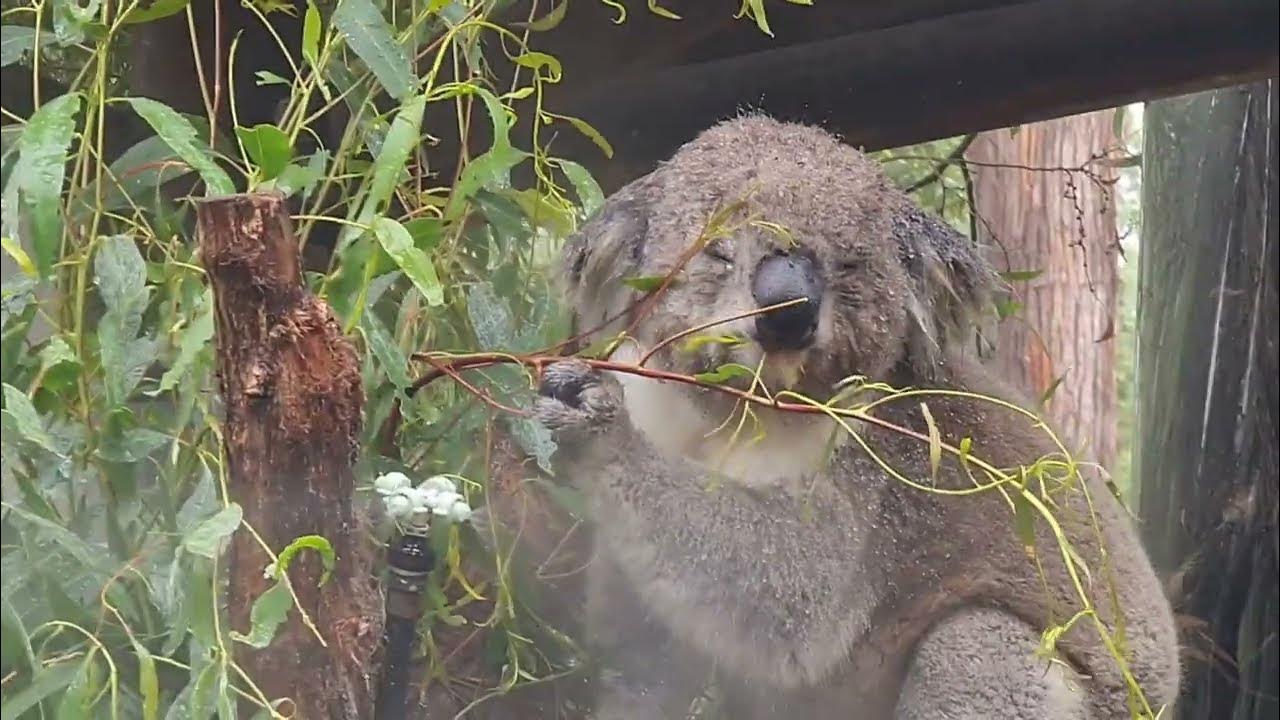 باغ وحش استرالیا - YouTube