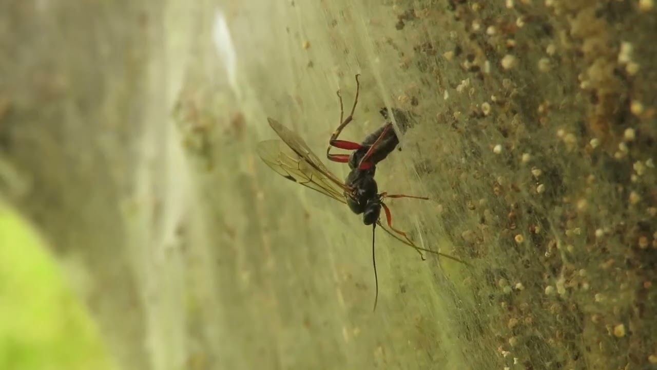 Pimpla sp. egg-laying on Yponomeuta rorrella - Belgium - YouTube