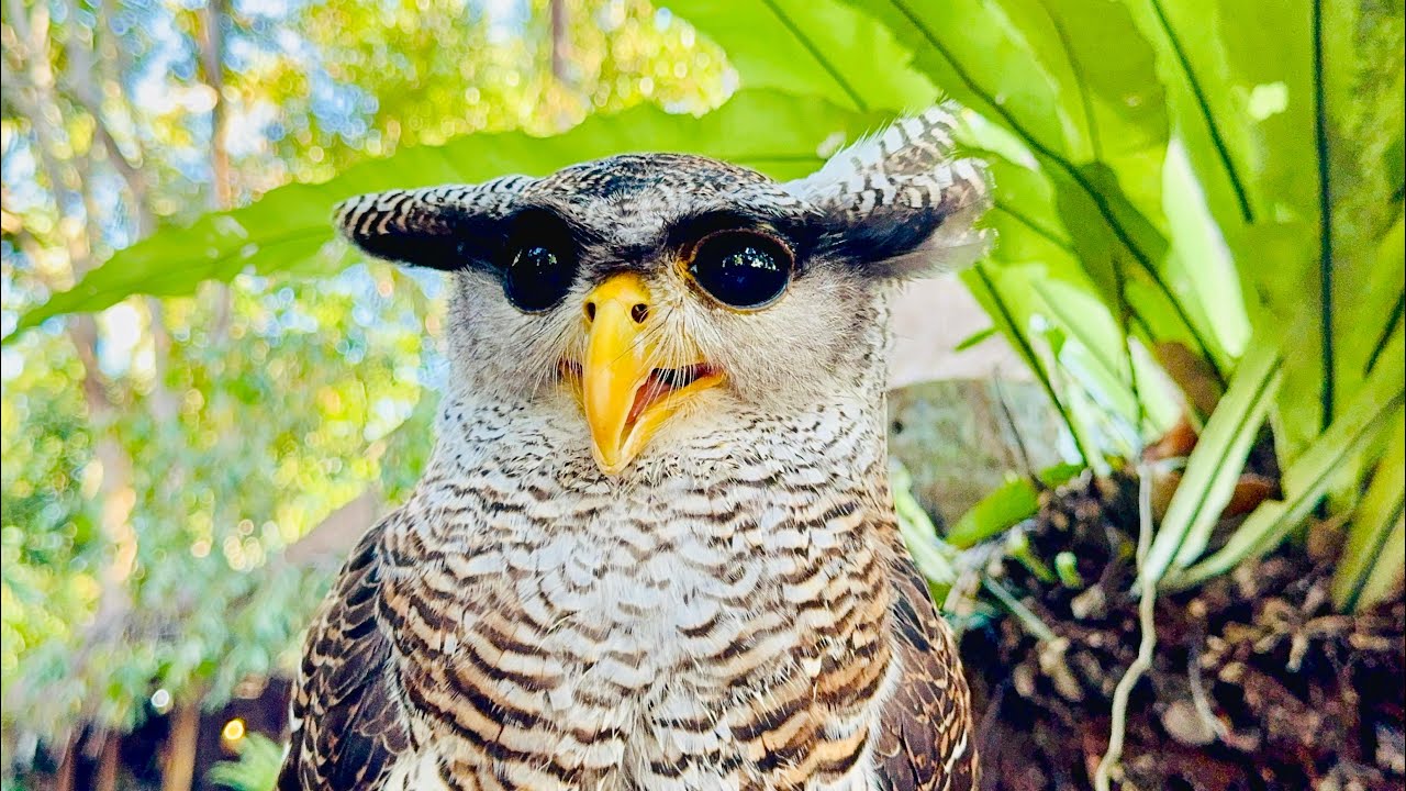 SPOT-BELLIED EAGLE OWL (Bali) - YouTube