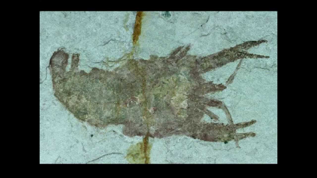 Cricoidoscelosus aethus | Lower Cretaceous Crustacean | Crayfish Fossil ...