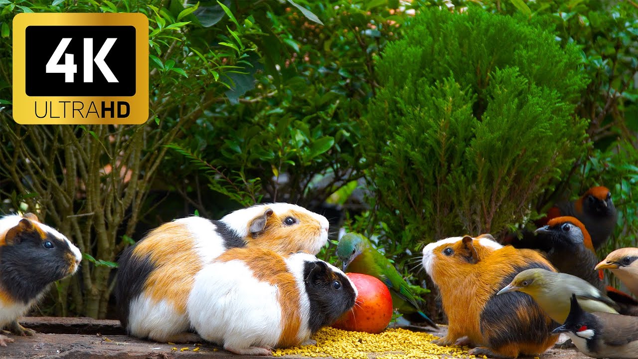 Magical Cat TV 😺 Birds & Squirrels in Playful Harmony 🐿️ 4K HDR Videos ...