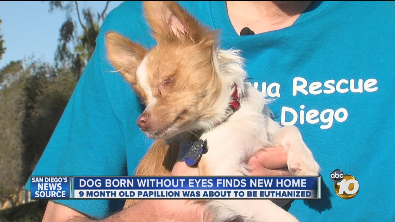 Local puppy born without eyes finds forever home, thanks to local ...