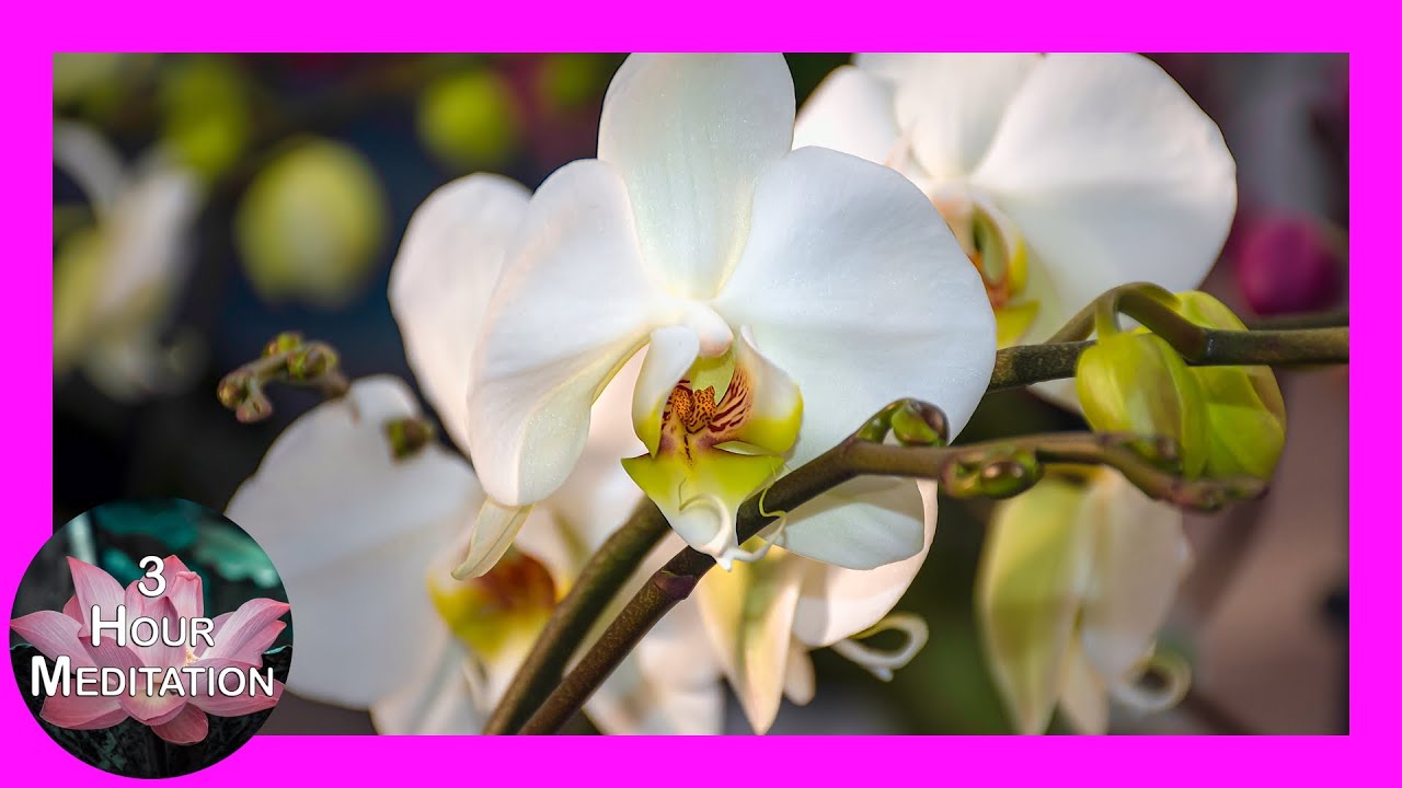 Blooming Orchids | Calming Piano Meditation & Sleep Music | 3 Hours ...