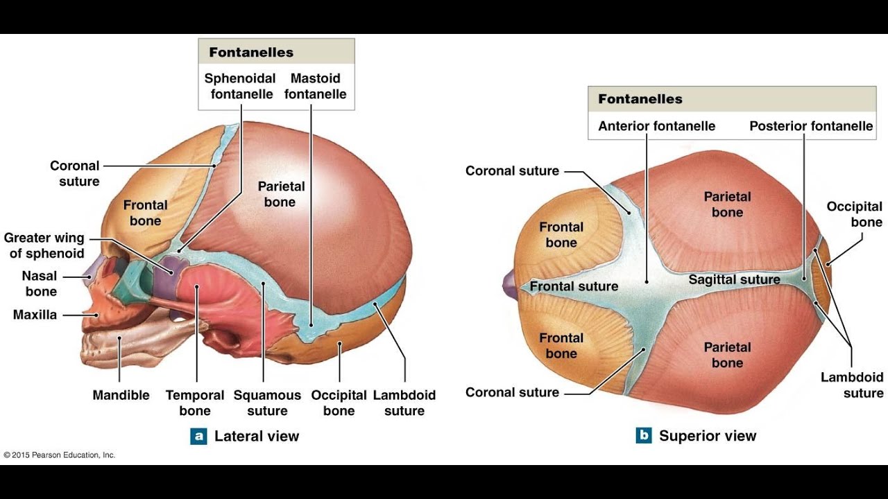 Discuss skull sutures and their joint types - YouTube